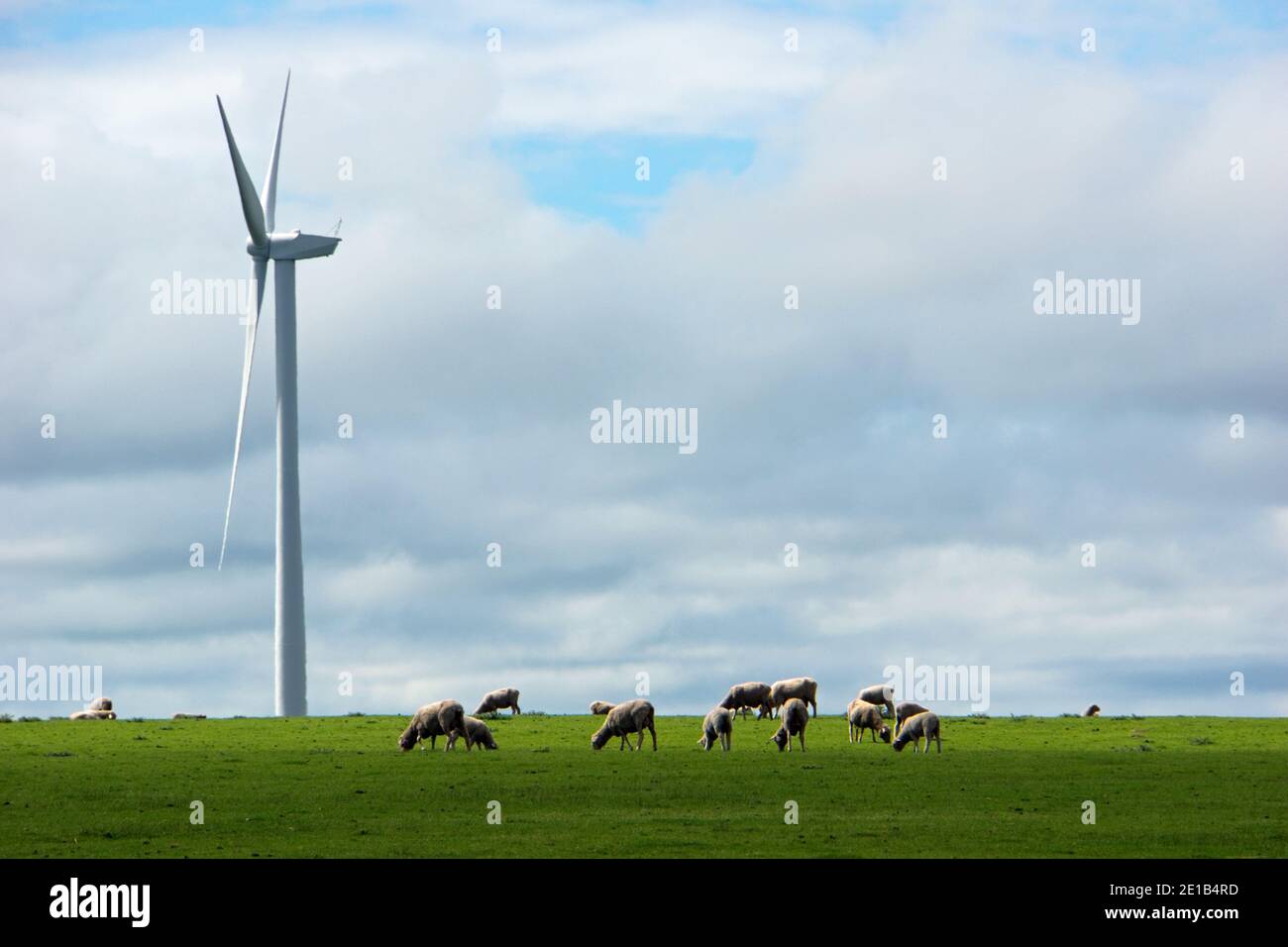 Wind turbine with sheep on a hillside generating electricity from wind ...