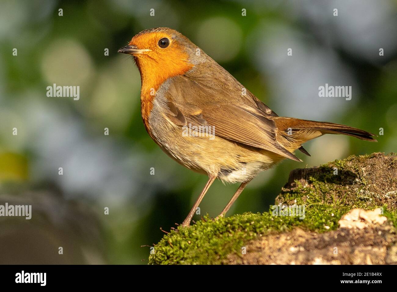 Robin bird songbird hi-res stock photography and images - Alamy