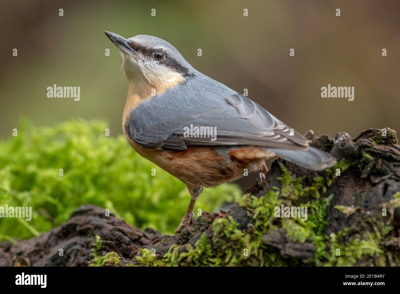 Non passerine hi-res stock photography and images - Alamy