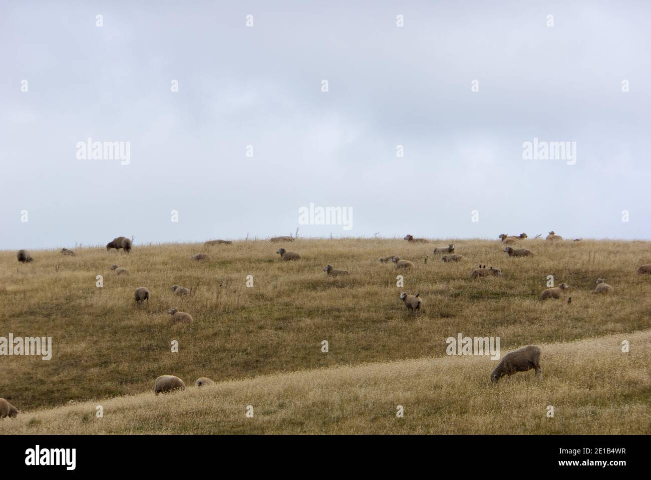 Sheep farm australia hi-res stock photography and images - Alamy
