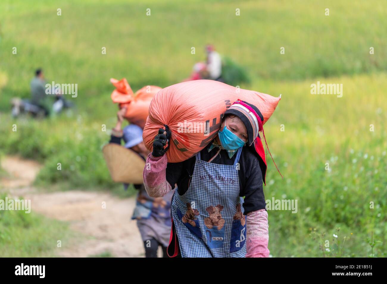 Farmer carrying a bag of freshly harvested rice Stock Photo - Alamy