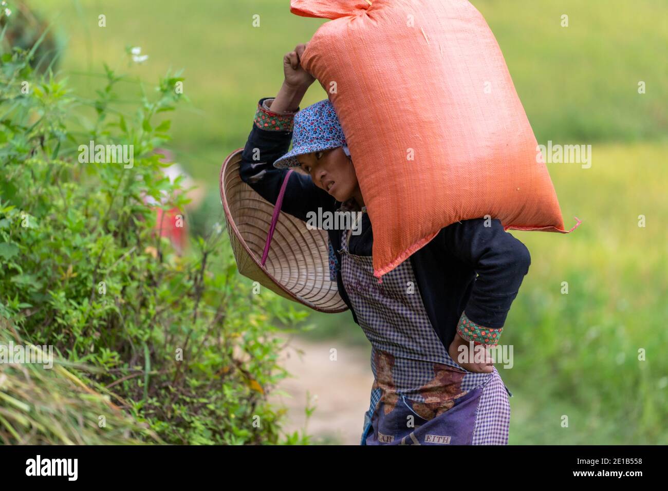 Farmer carrying a bag of freshly harvested rice Stock Photo - Alamy