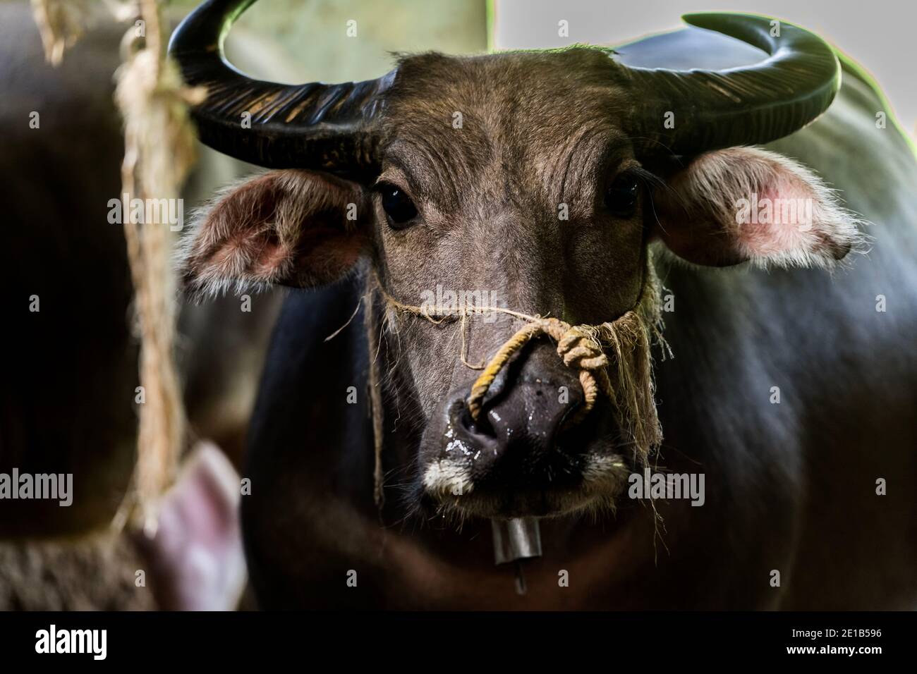 Closeup buffalo hi-res stock photography and images - Alamy