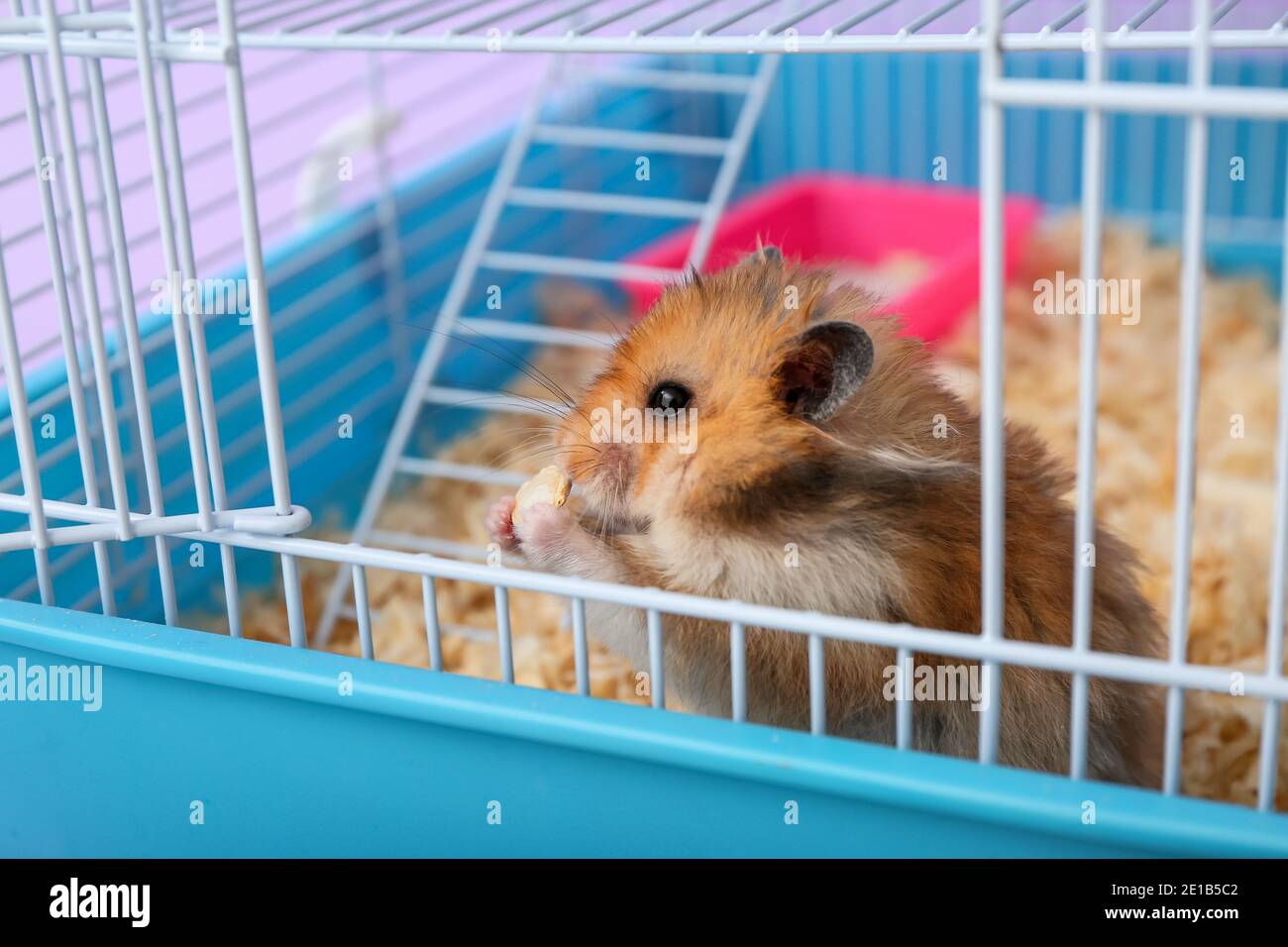 Funny hamster eating seed in cage on color background Stock Photo - Alamy