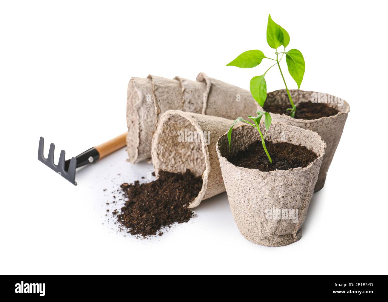 Peat pots with soil and green seedling on white background Stock Photo ...