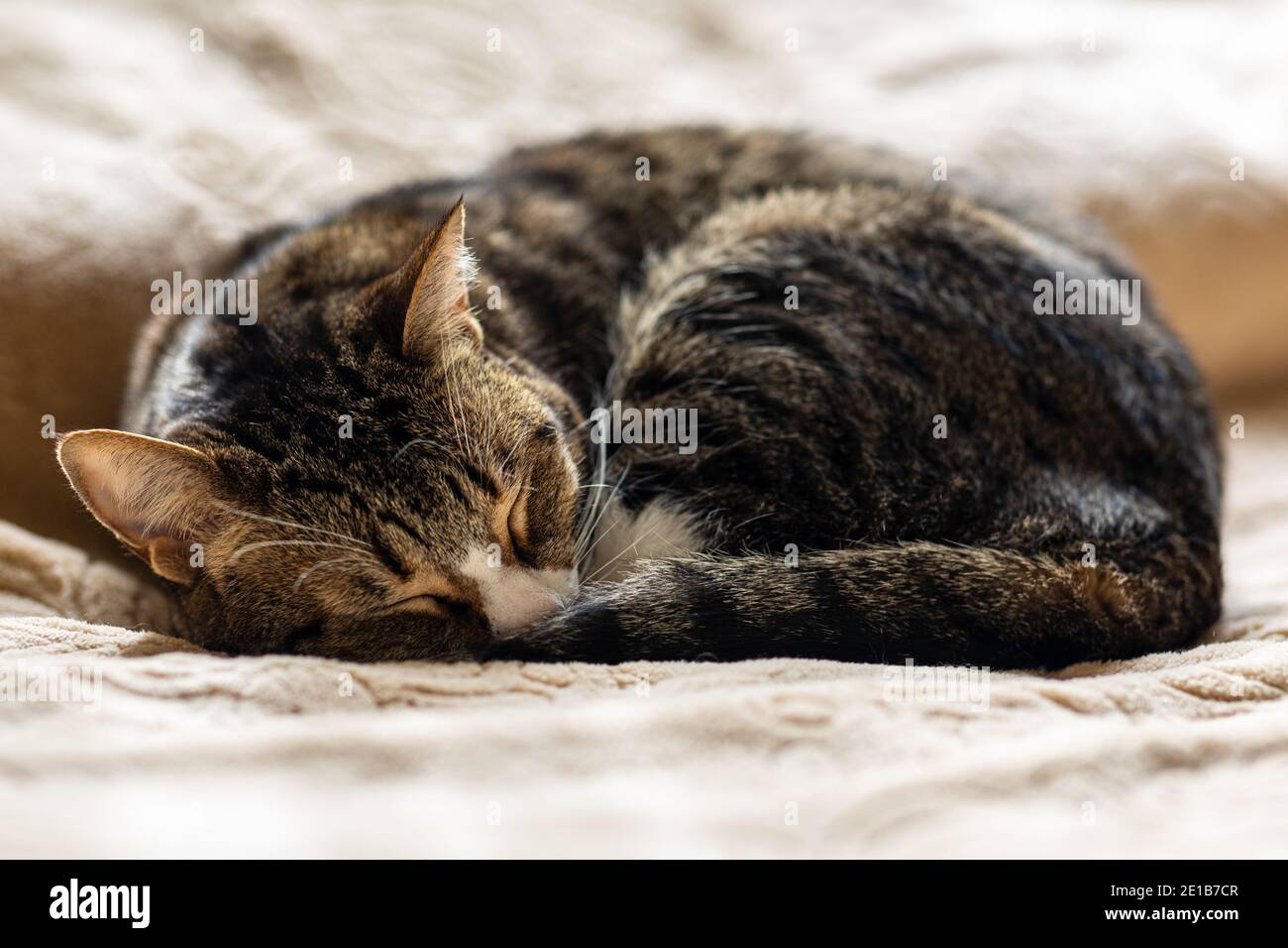 A precious pet Tabby Kitten curled up on the bed sleeping with plenty ...