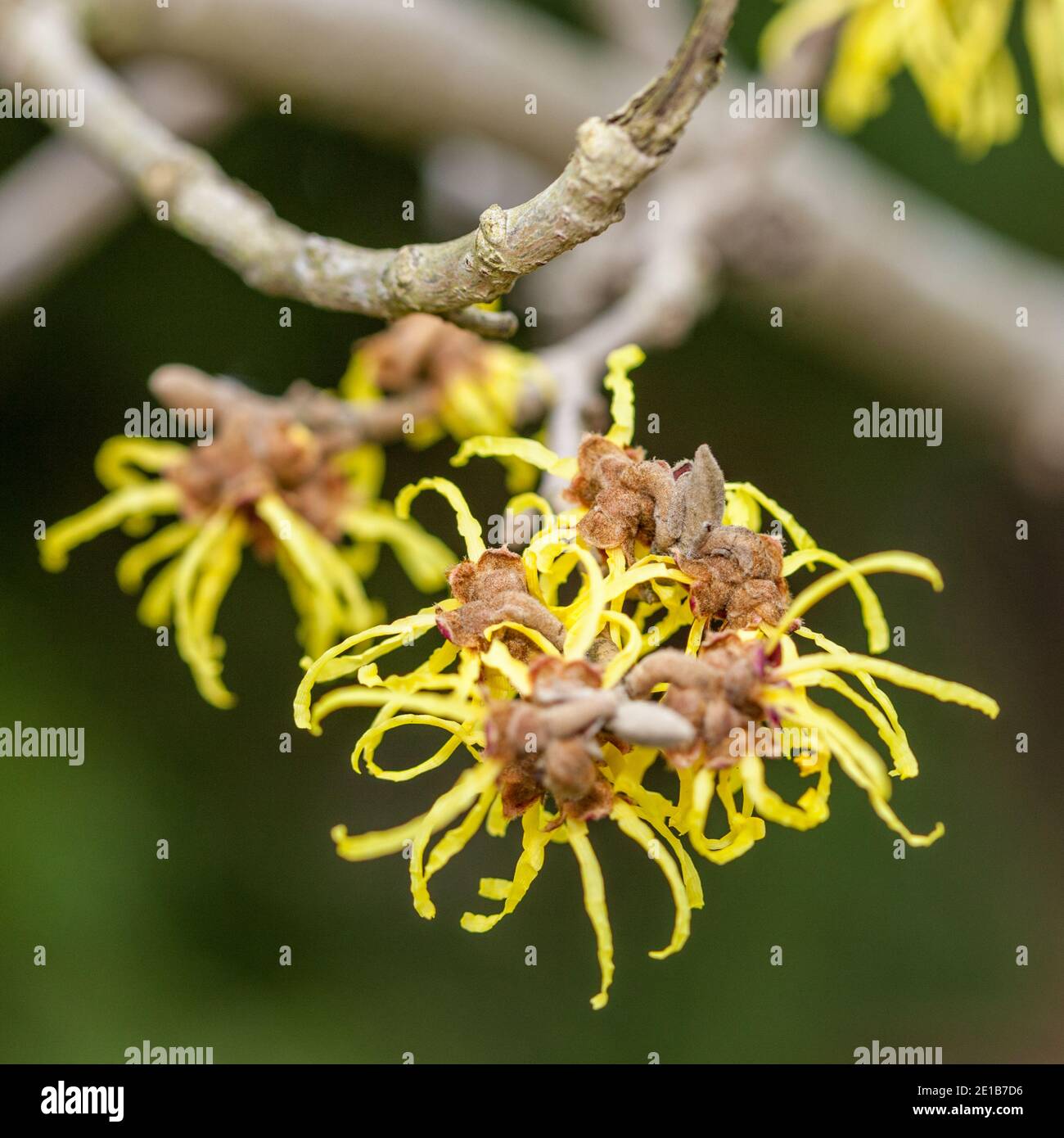 Chinese witch hazel, Kinesisk trollhassel (Hamamelis mollis Stock Photo ...