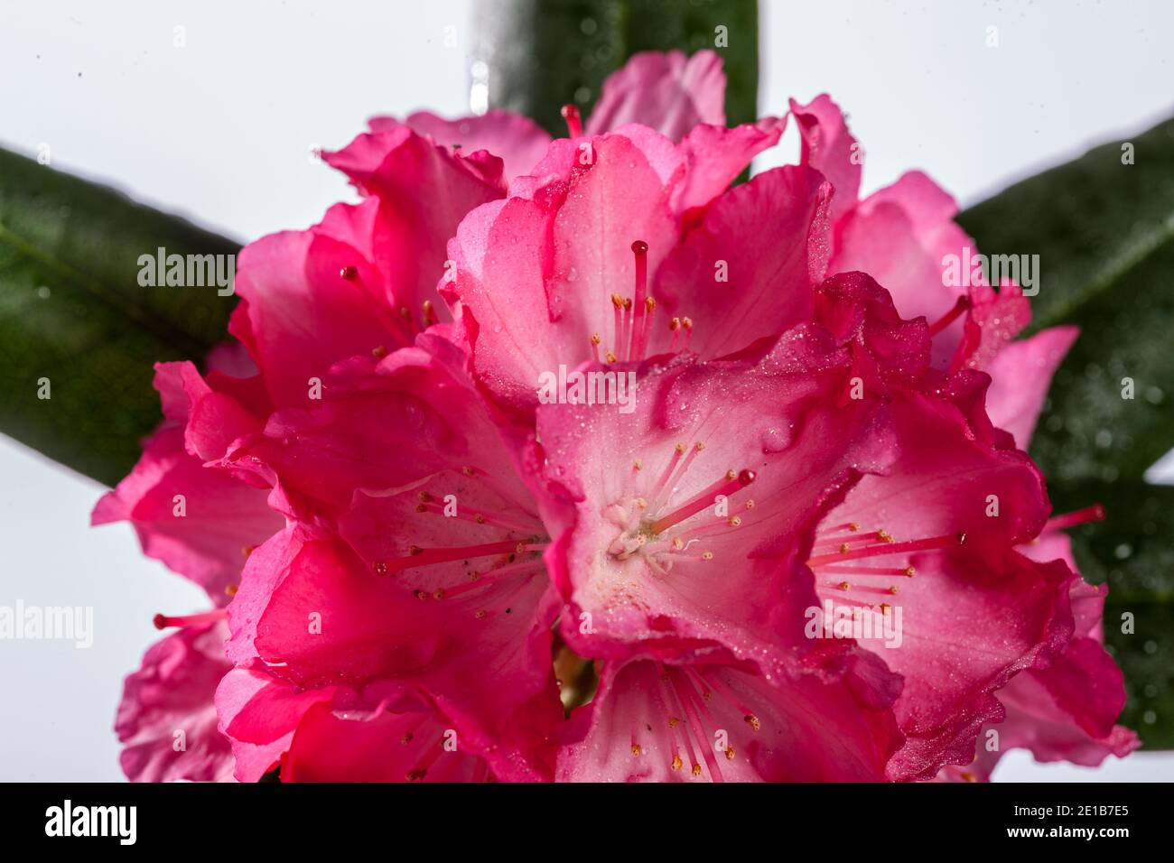 'Fantastica' Yakushima rhododendron, Praktrododendron (Rhododendron ...