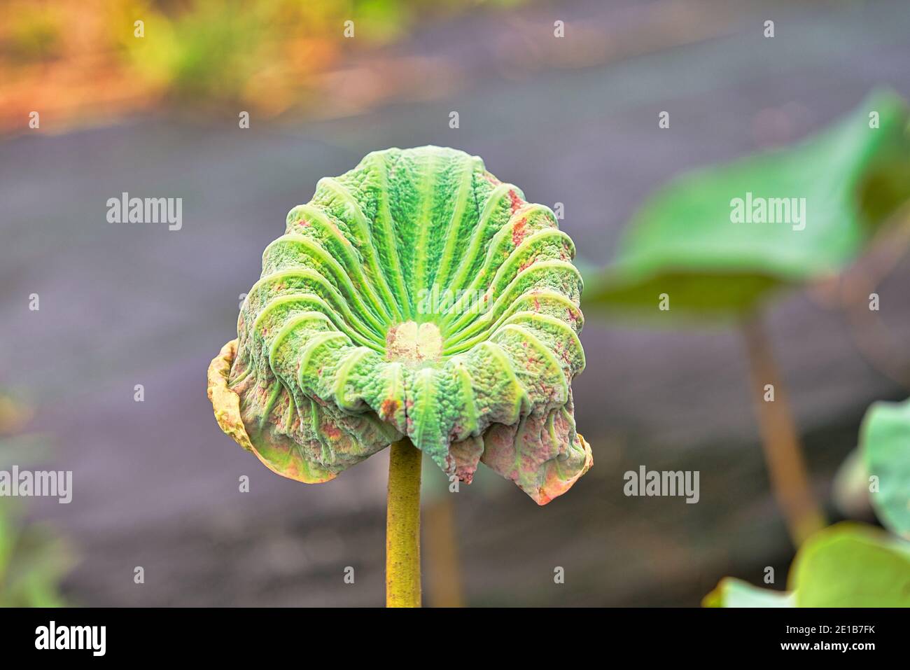 The lotus leaves are covered with grains and folds. The curl has a ...