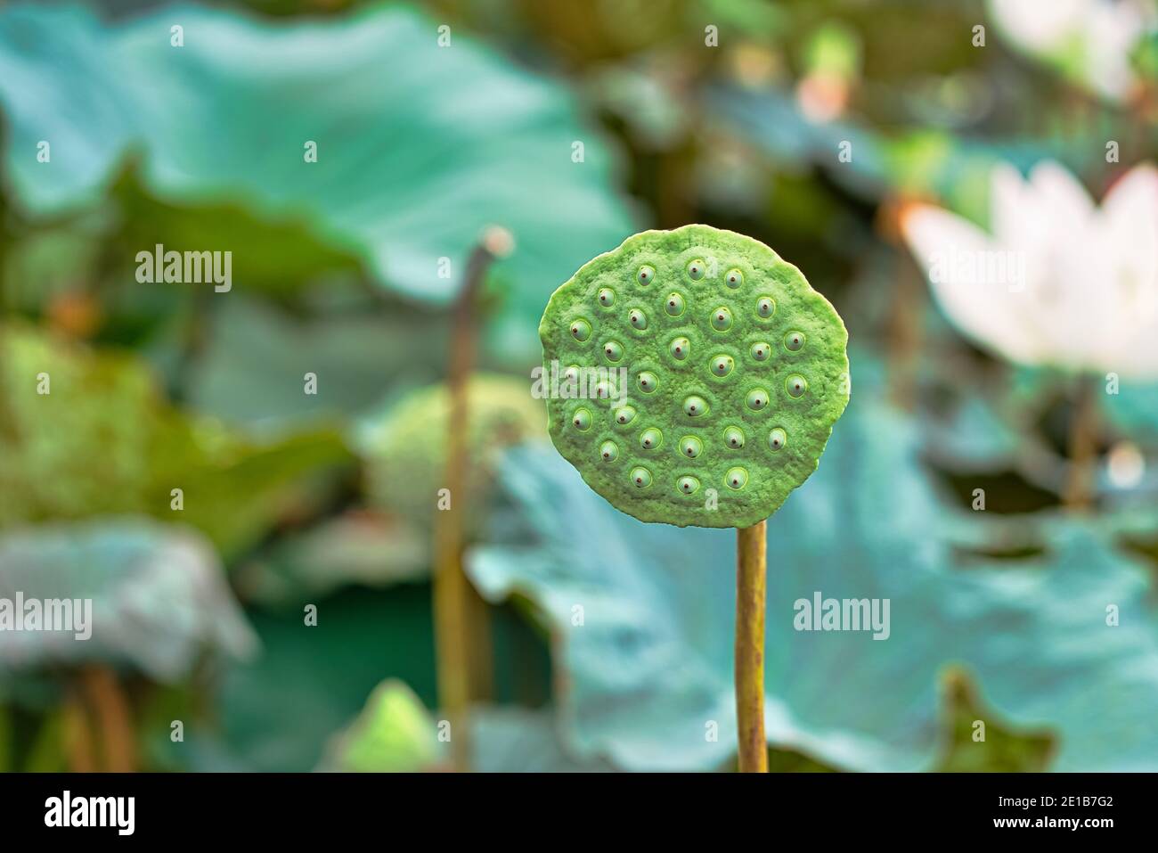 The lotus seeds are in the lotus flower. The lotus flower has a large ...