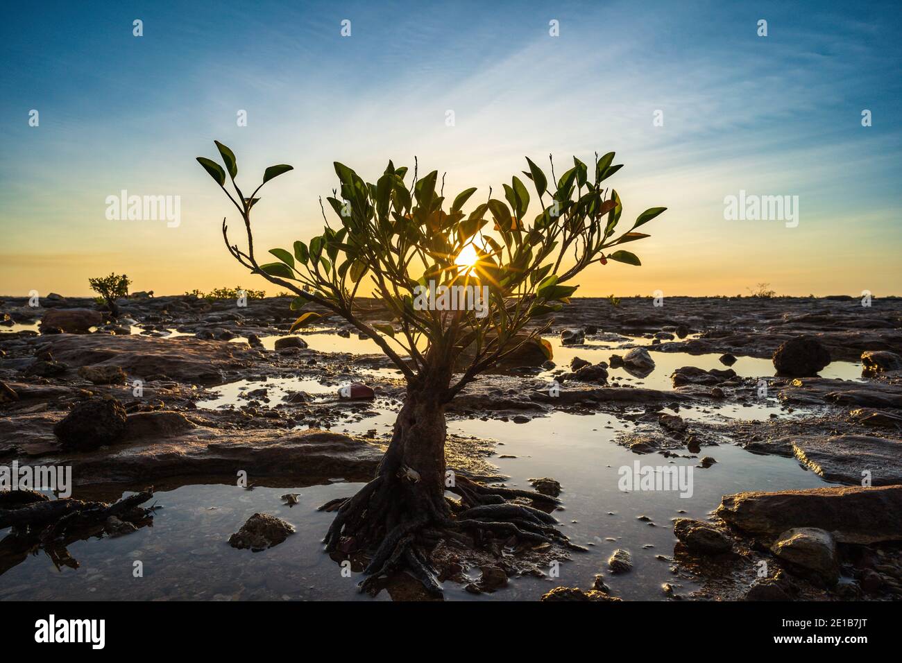 Small mangrove hi-res stock photography and images - Alamy
