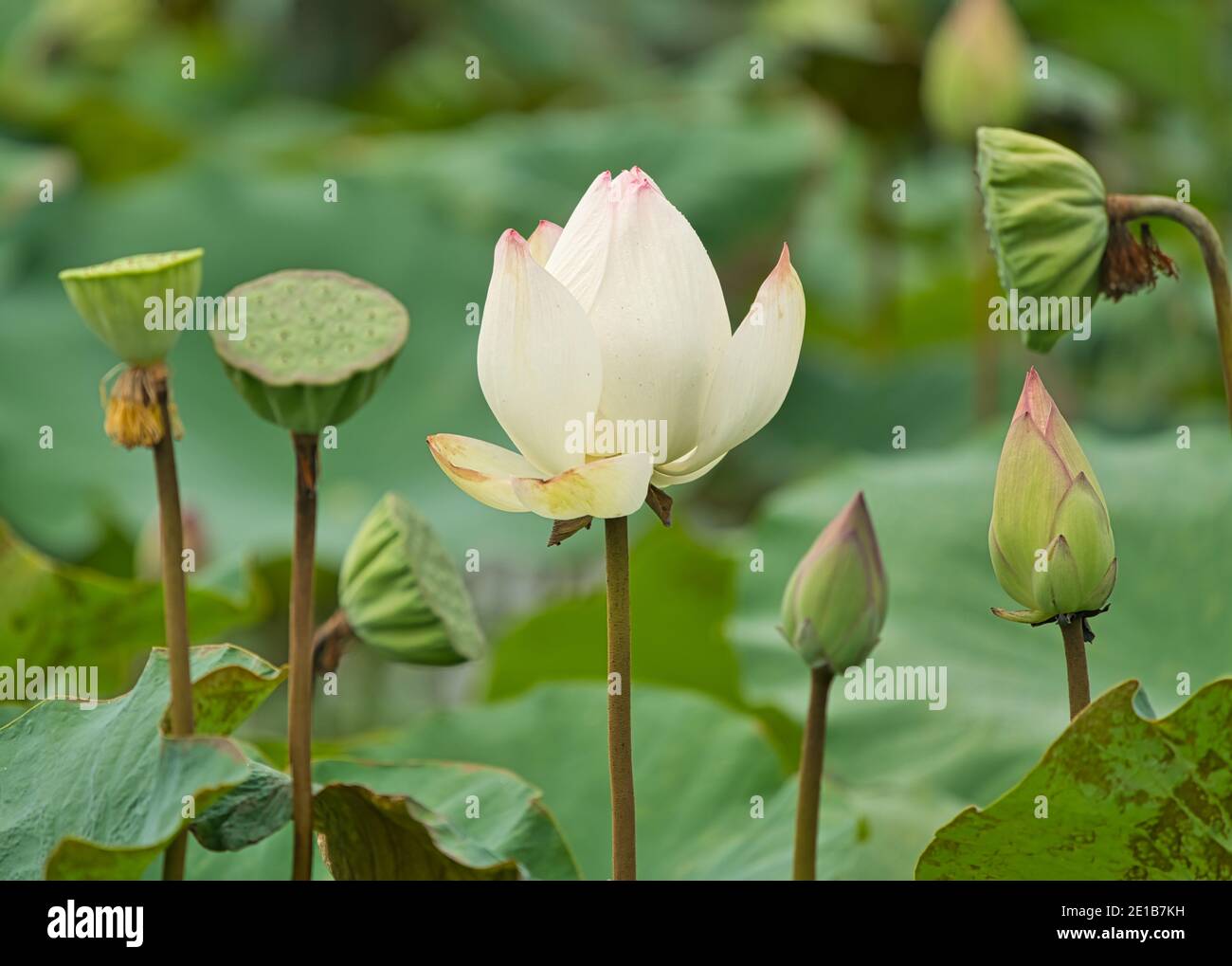 Straight white lotus flowers, buds, and lotus seeds. Photographed in ...
