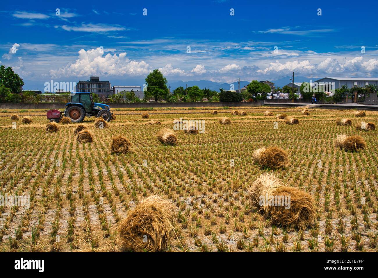 Straw rollers operating in the field. Many cylindrical piles of yellow ...