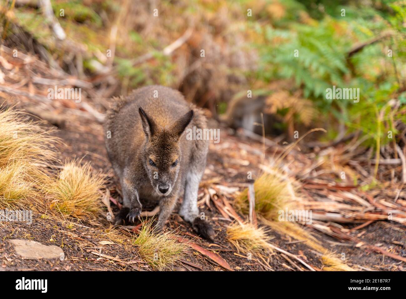 Animal with cataract hi-res stock photography and images - Alamy