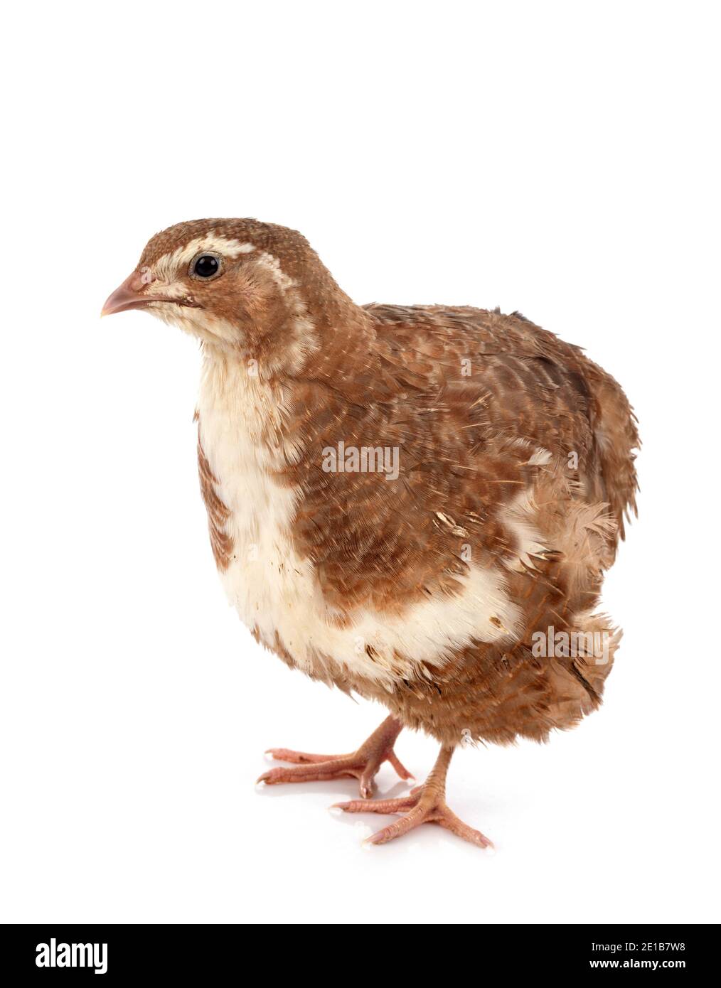 Japanese quail in front of white background Stock Photo - Alamy