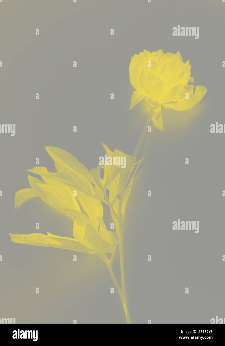 Inverse petals hi-res stock photography and images - Alamy