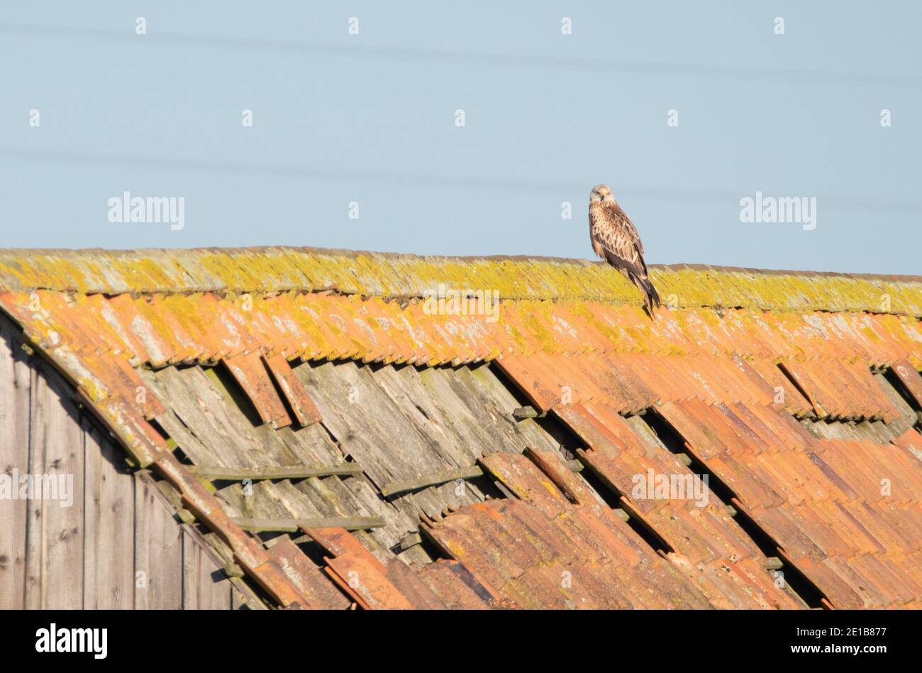 Red Kite perched on a roof, looking behind and towards the camera Stock ...