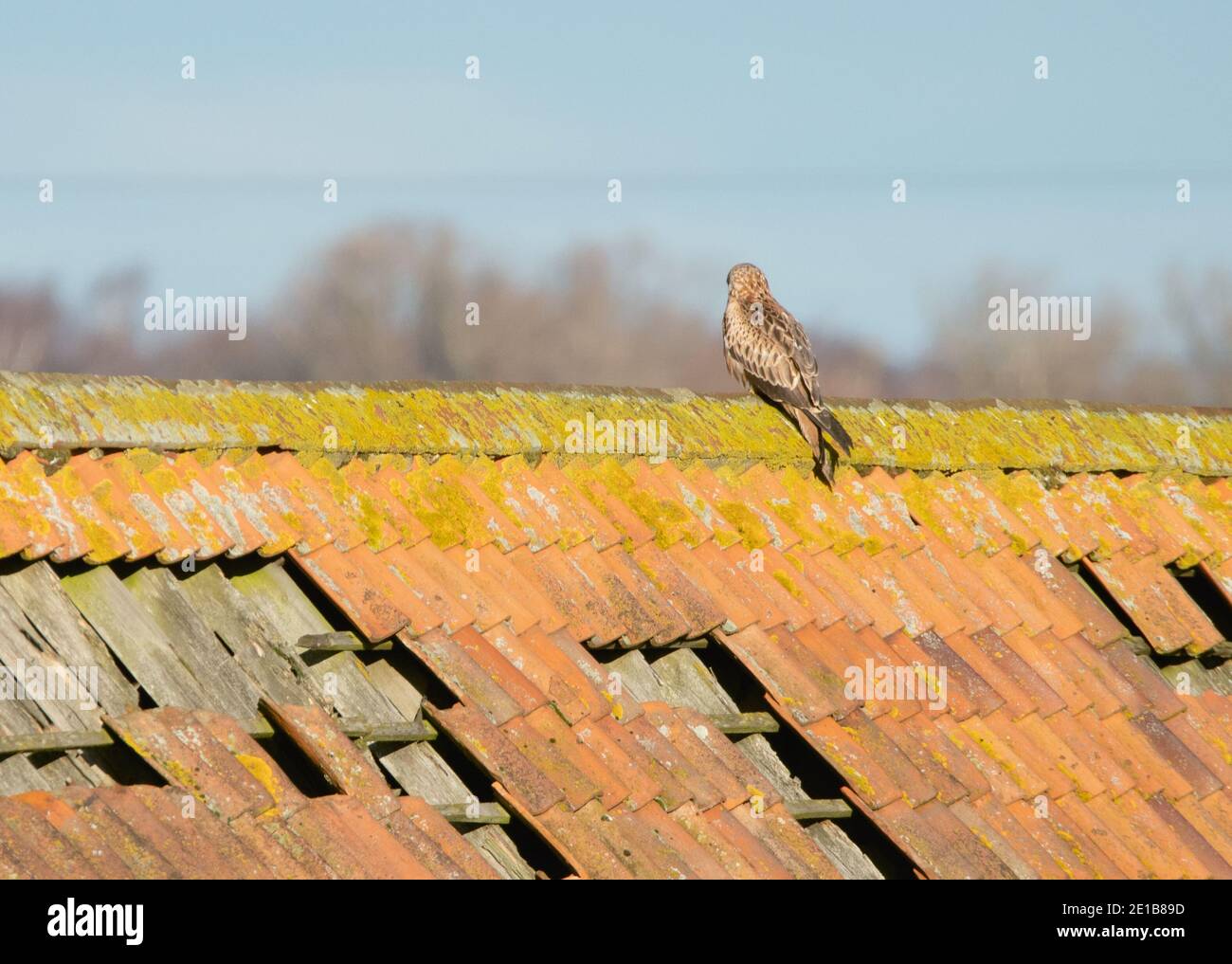 Young red kite hi-res stock photography and images - Alamy