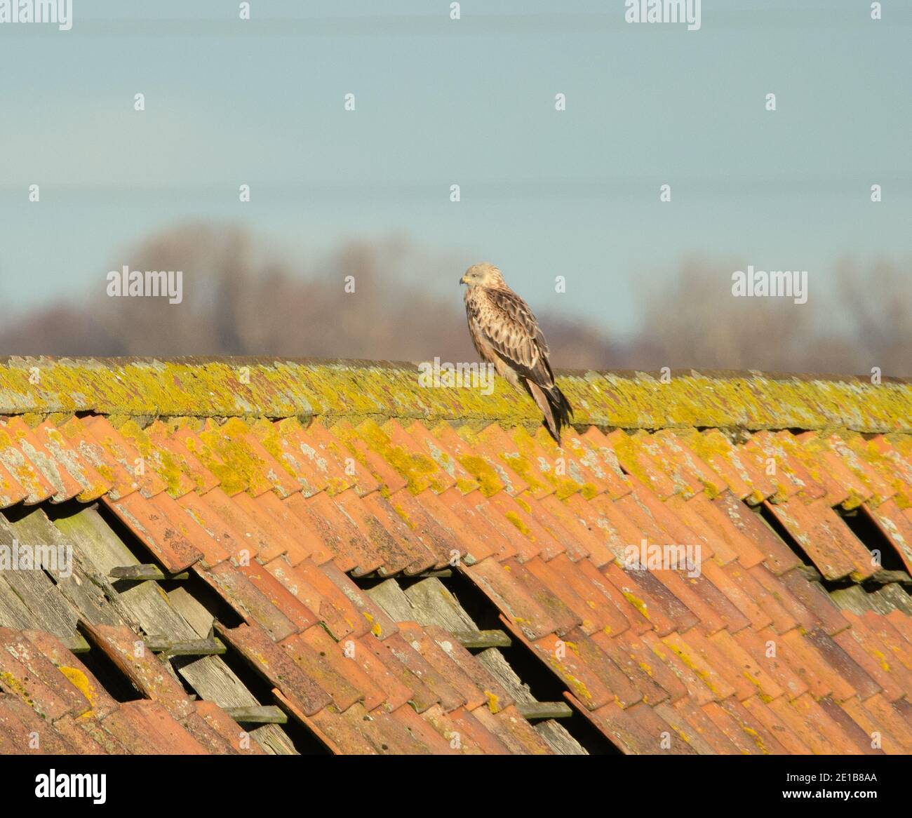 Young Red Kite perched on a roof, looking towards the left Stock Photo ...