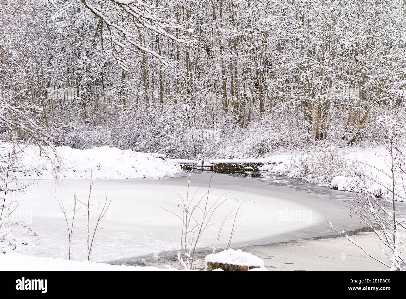 Winter landscape forest and frozen river. tree branch under snow in ...