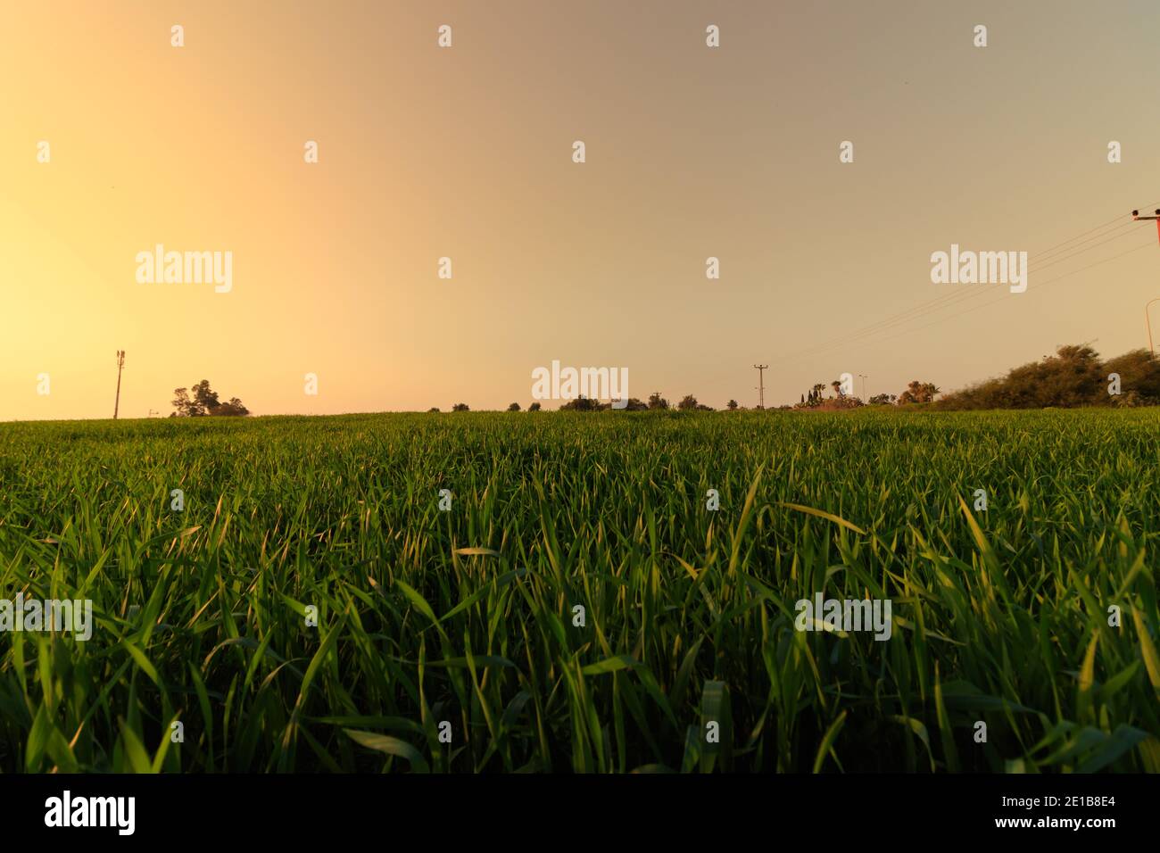 Israeli agriculture hi-res stock photography and images - Alamy