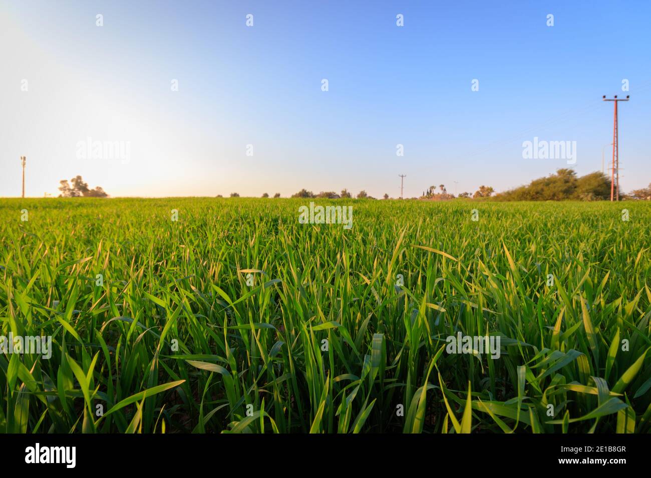 A field of wheat at the beginning of its winter growth, Southern ...
