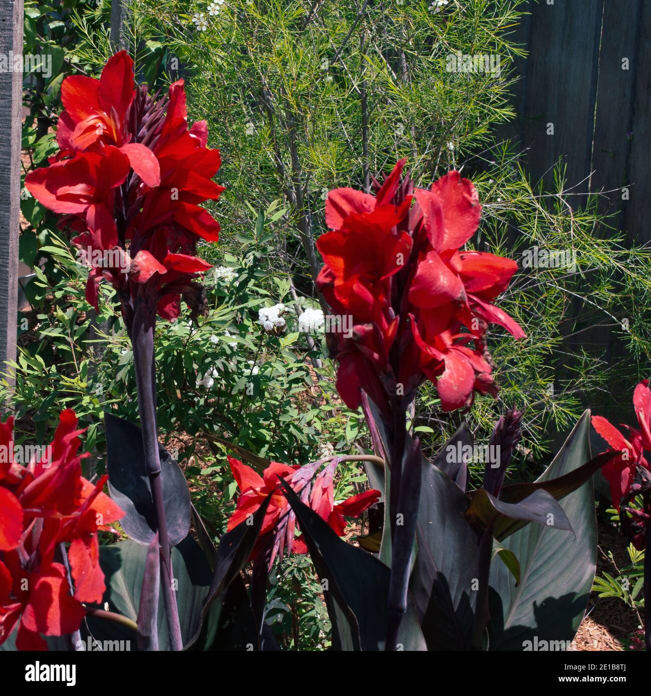 Canna Lily Flowers, beautiful bright Red Cannas with dark purple green ...
