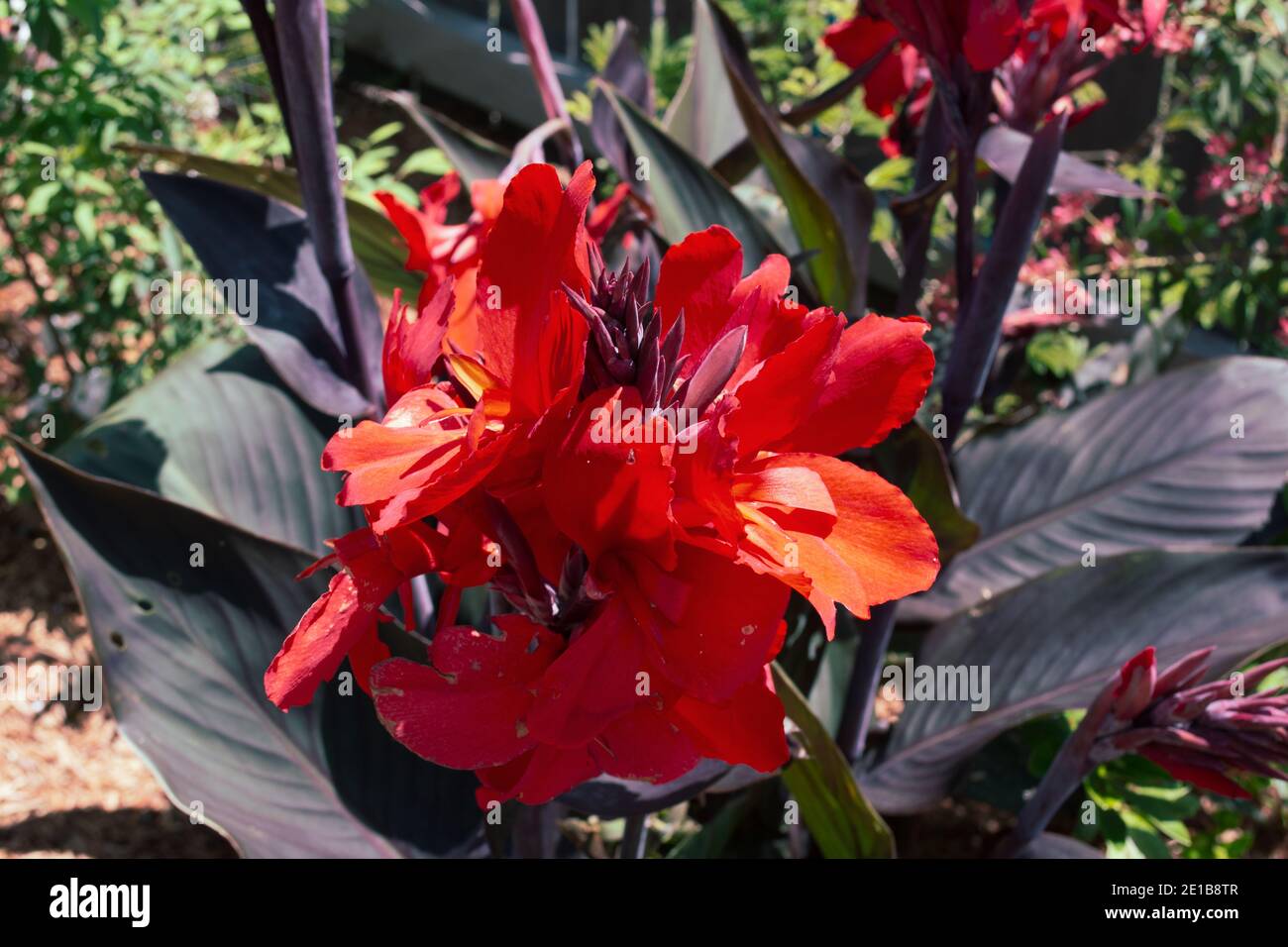 Canna Lily Flowers, beautiful bright Red Cannas with dark purple green ...