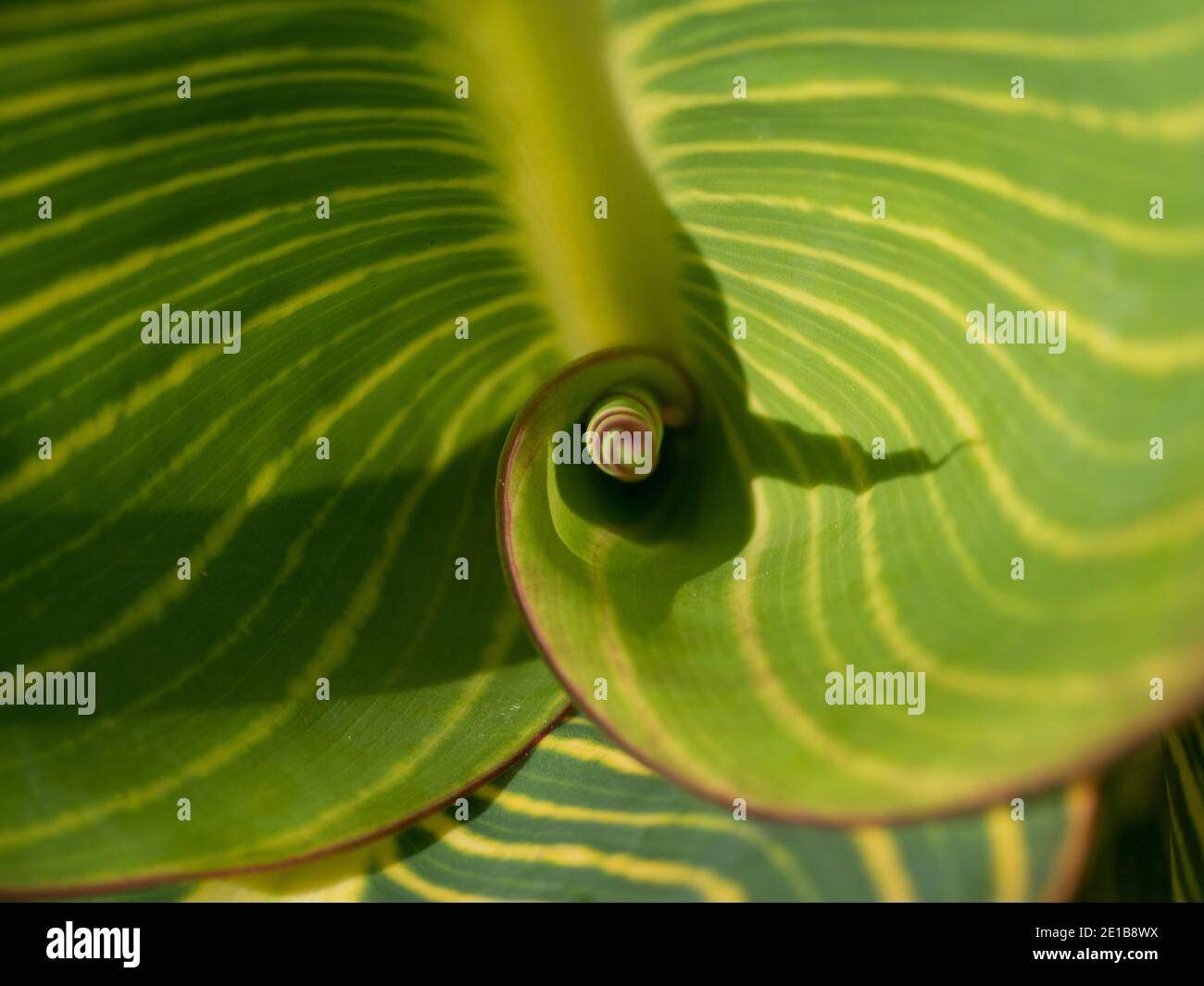 Fibonacci spiral in nature hi-res stock photography and images - Alamy