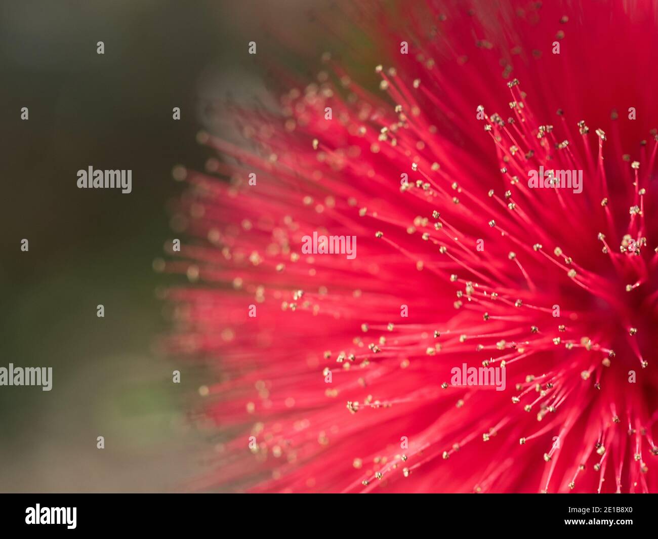 Powder puff blooms hi-res stock photography and images - Alamy