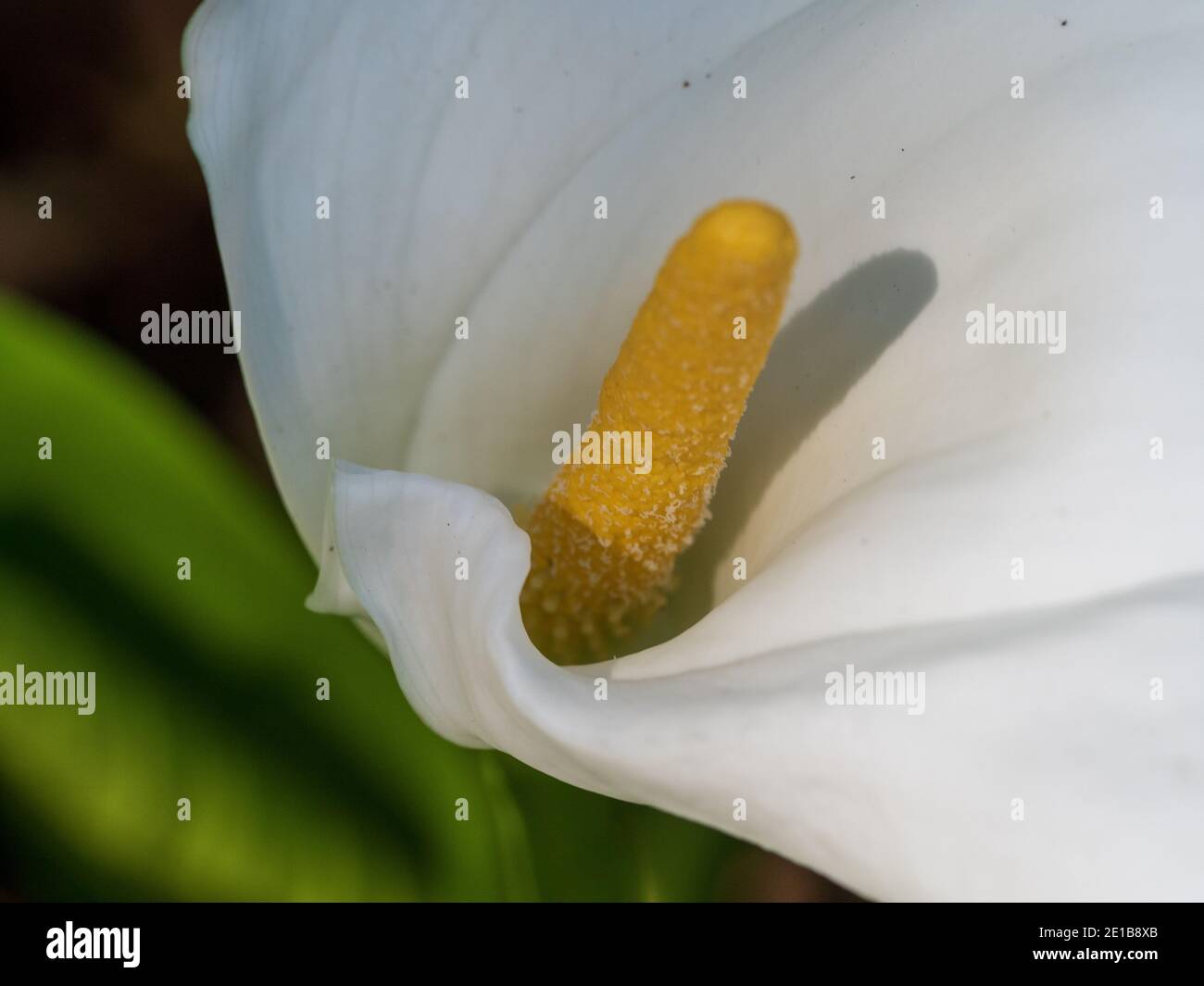 Single petal like spathe hi-res stock photography and images - Alamy