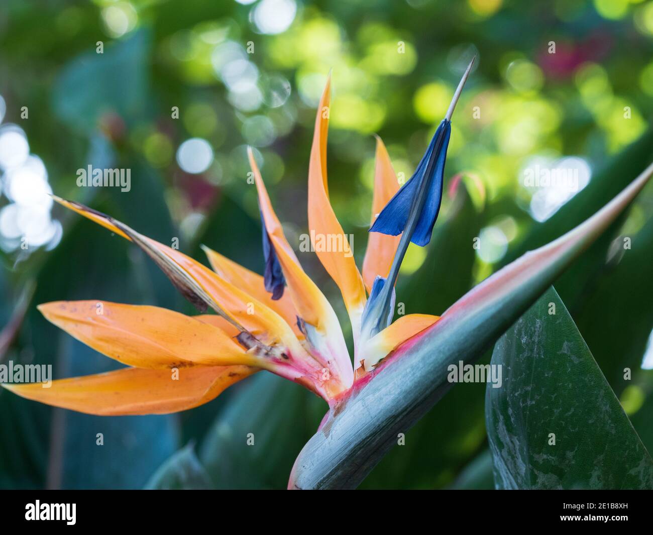 Flowers, Strelitzia, Bird of Paradise flower, colourful bloom in the ...