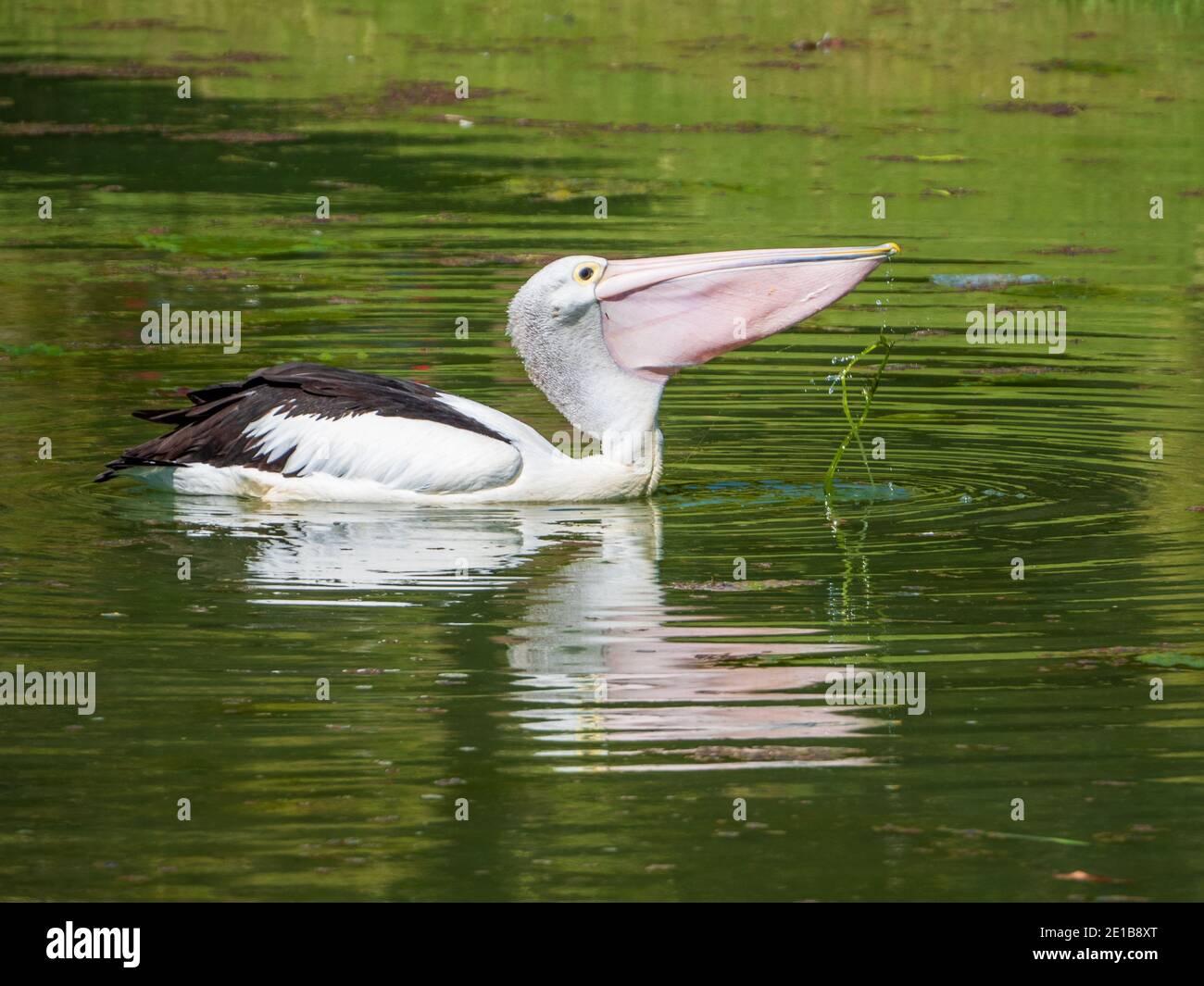 Expands beak hi-res stock photography and images - Alamy