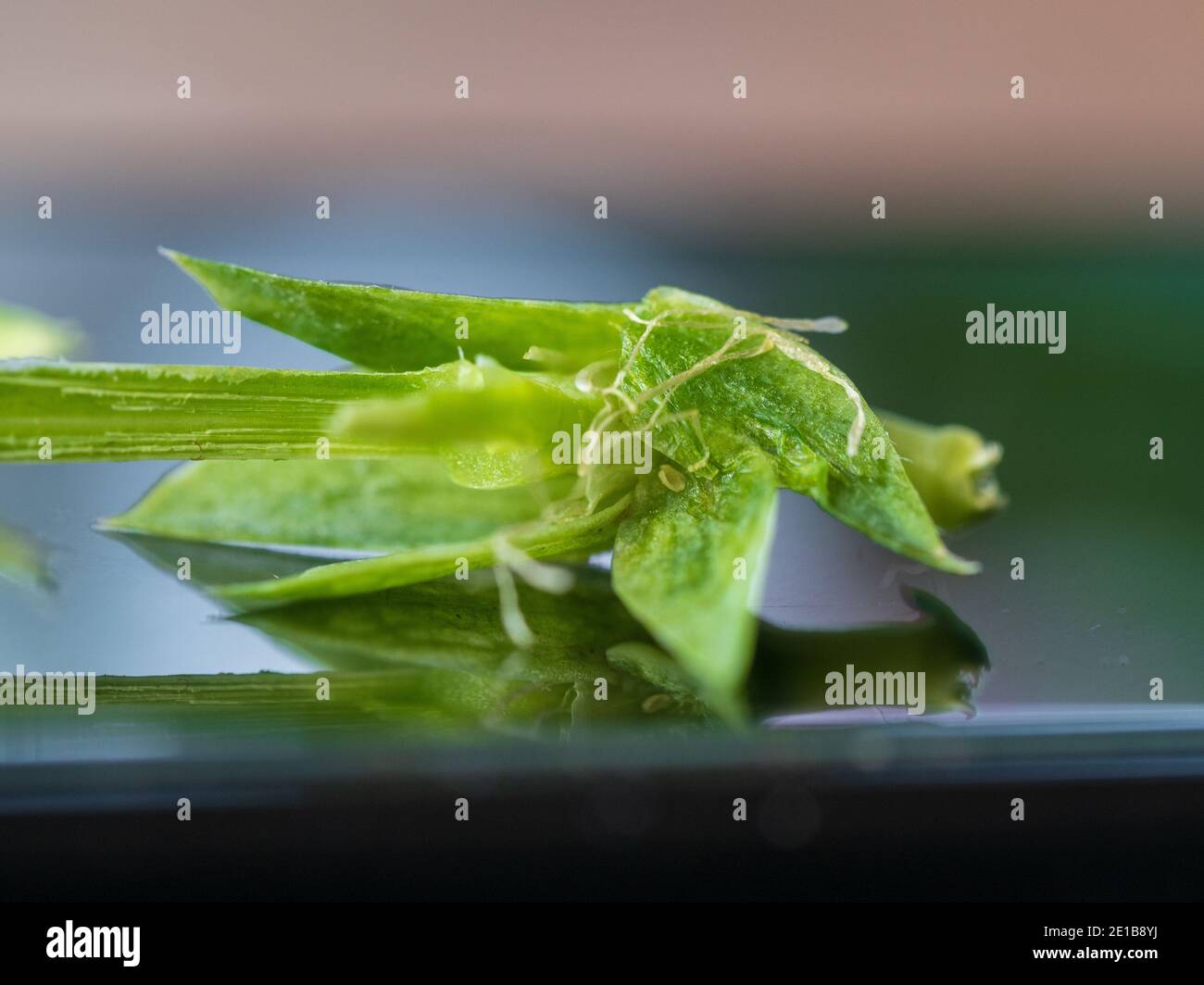 Life up close. Artistic Macro of the green tip and string of a pea pod ...