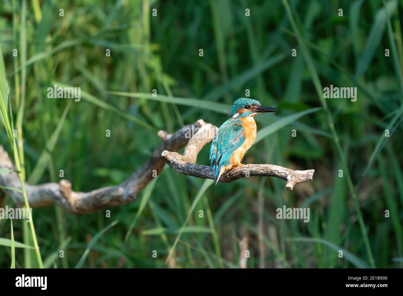 Beautiful blue Kingfisher bird, male Common Kingfisher, sitting on a ...