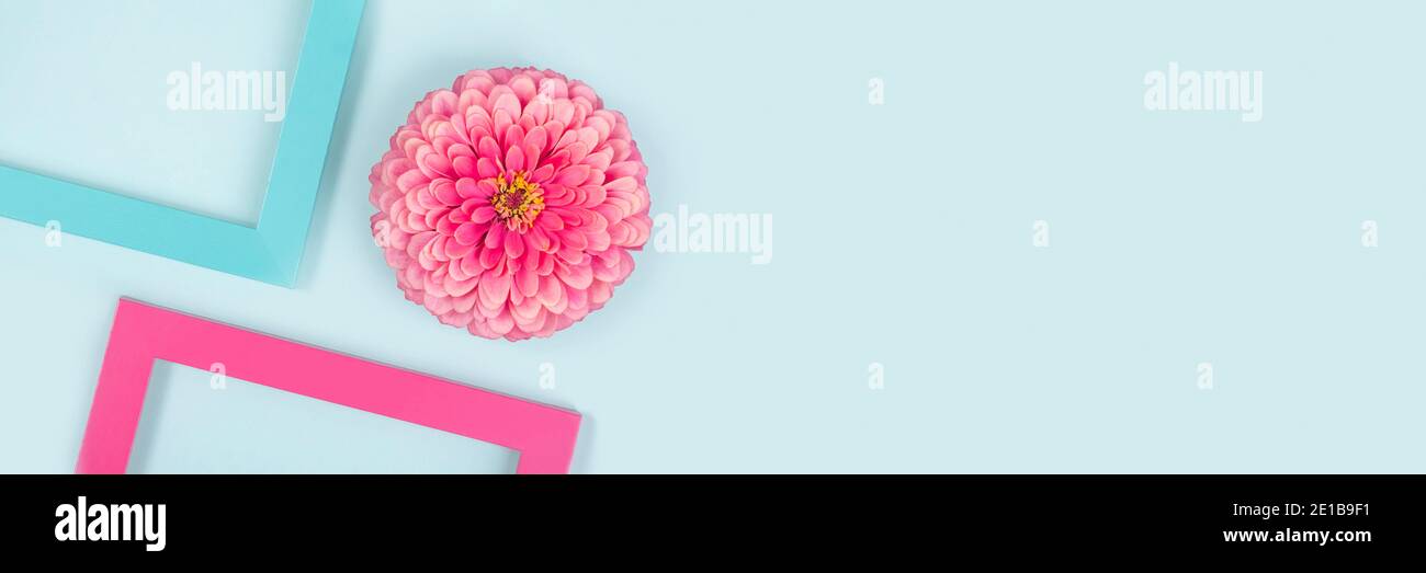 Creative composition made of one flower and bright colored frames. Flat ...