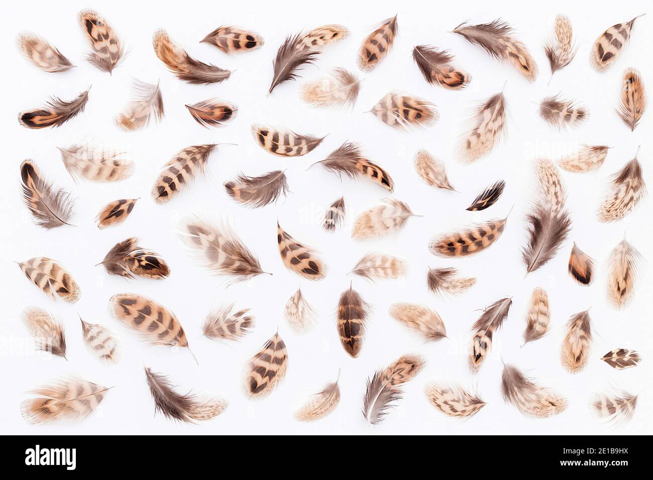 Pattern made with mottled brown pheasant feathers on white background ...
