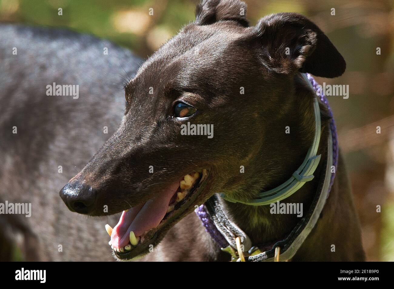 Black greyhound hi-res stock photography and images - Alamy