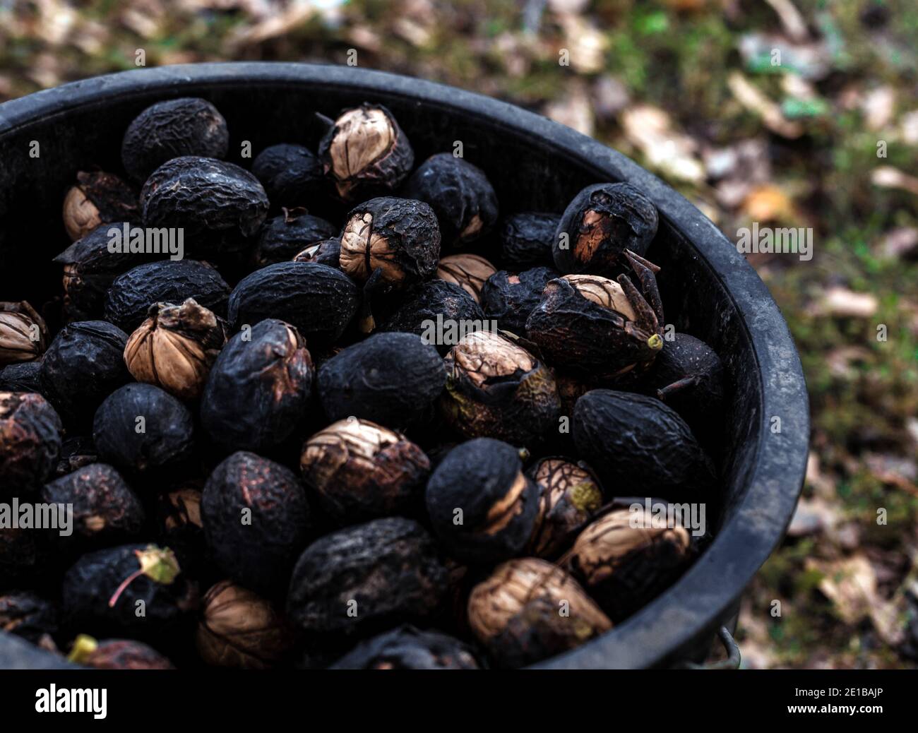 Husk shell hi-res stock photography and images - Alamy