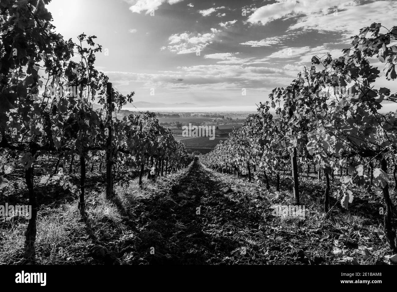 Beautiful first person view of a vineyard in autumn, coming down an ...