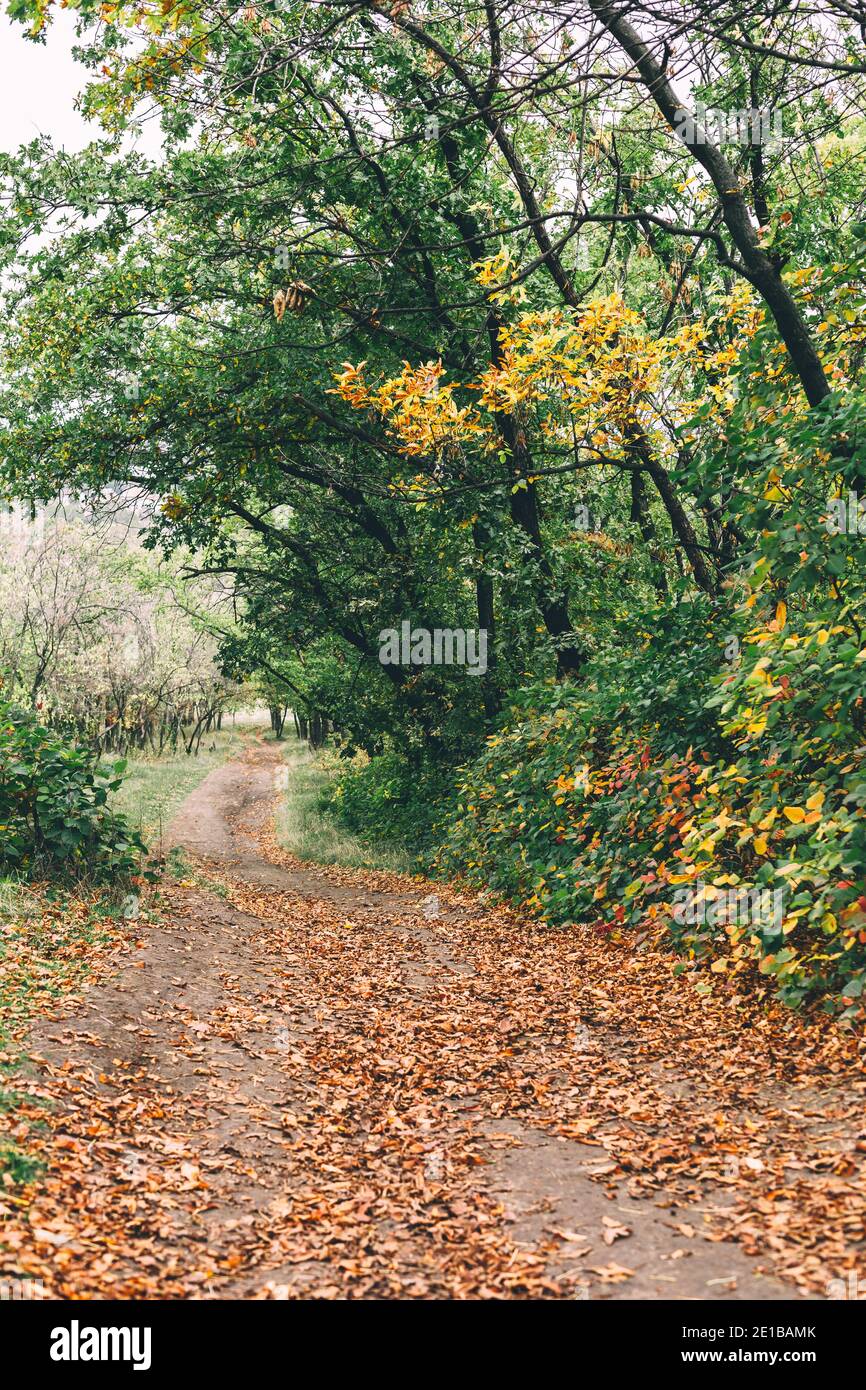 Autumn forest path with colorful trees and foliage, nature peaceful ...