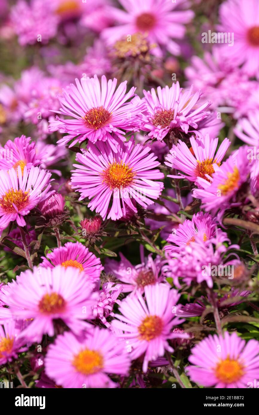 New England aster 'Brunswick'. Aster novae-angliae 'Brunswick ...