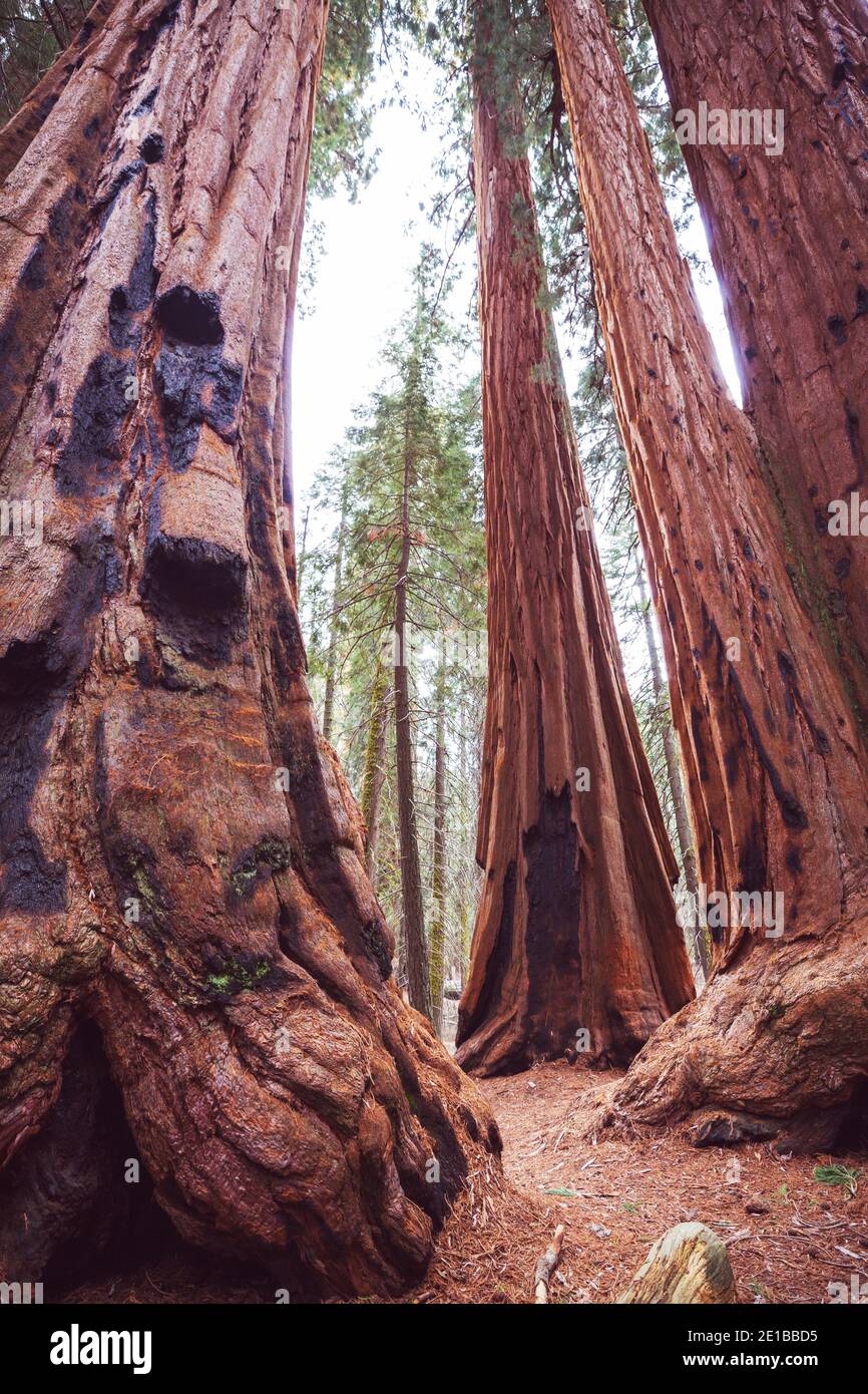 Sequoias forest in summer season Stock Photo - Alamy