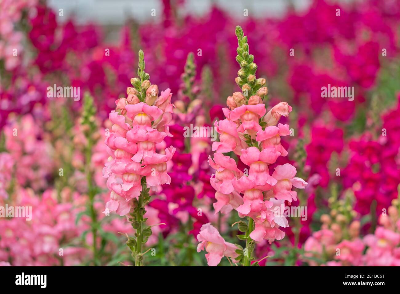 Pink antirrhinum or dragon flowers or snapdragons in the outdoors. Pink ...