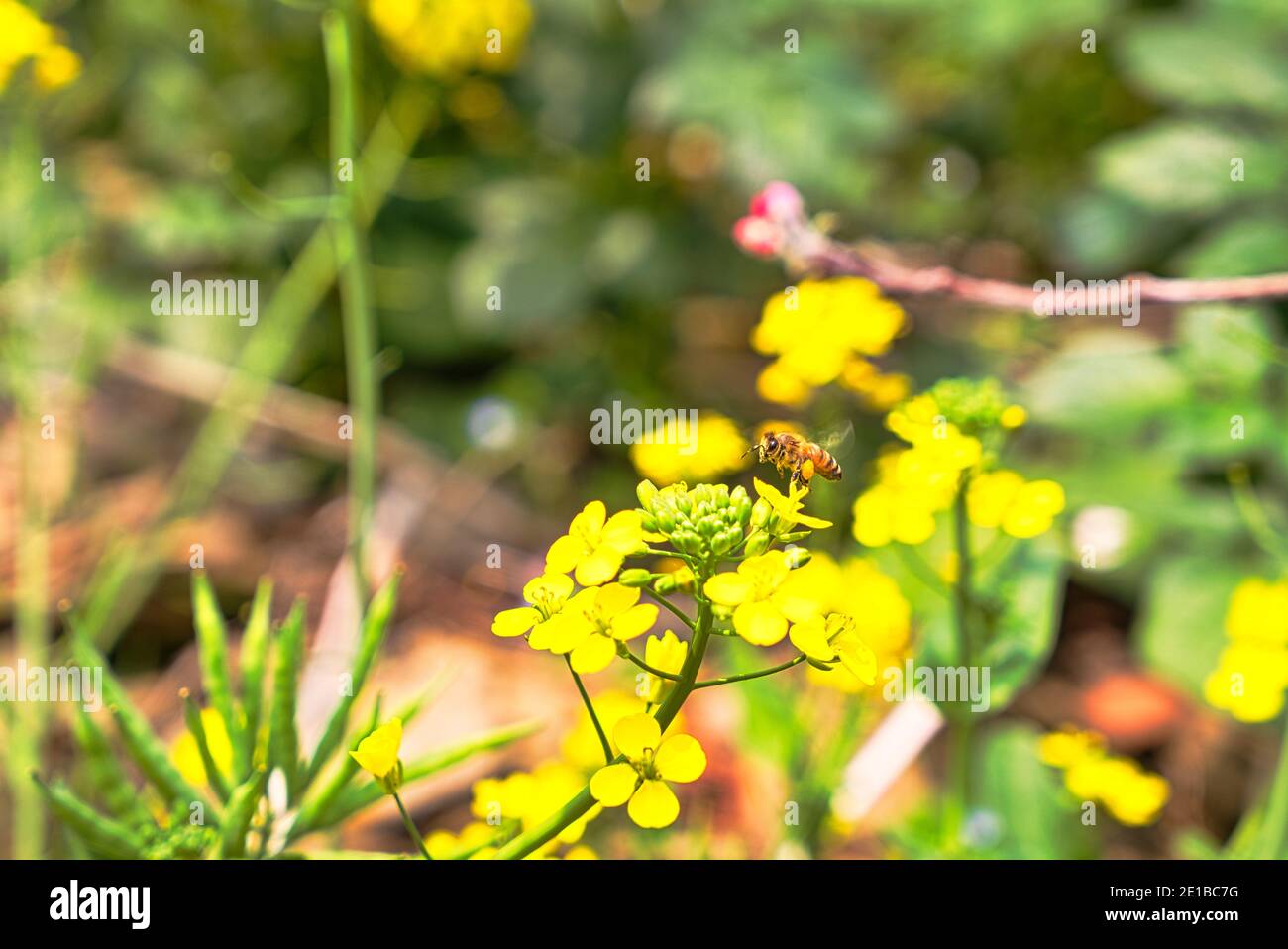 Bee on mustard flower hi-res stock photography and images - Alamy