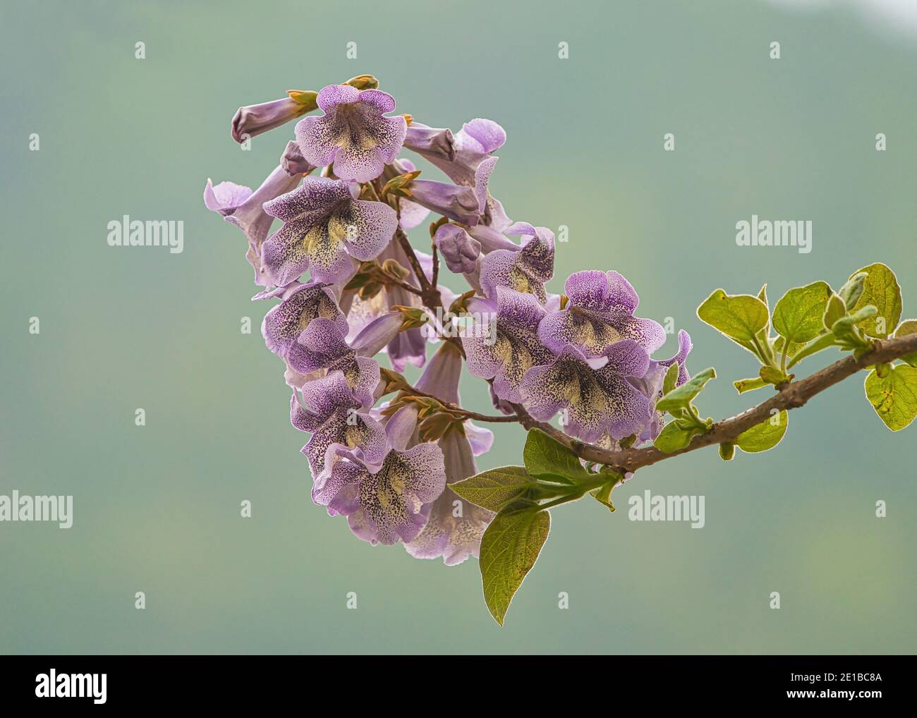 Princess tree hi-res stock photography and images - Alamy