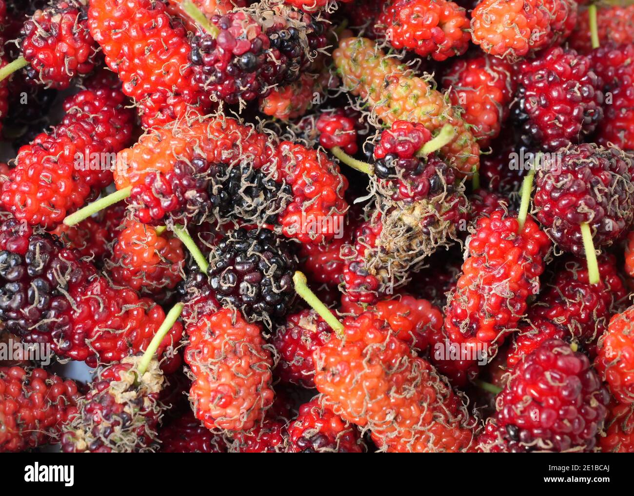 Group of purple and red color mulberry fruit, Fresh color food ...