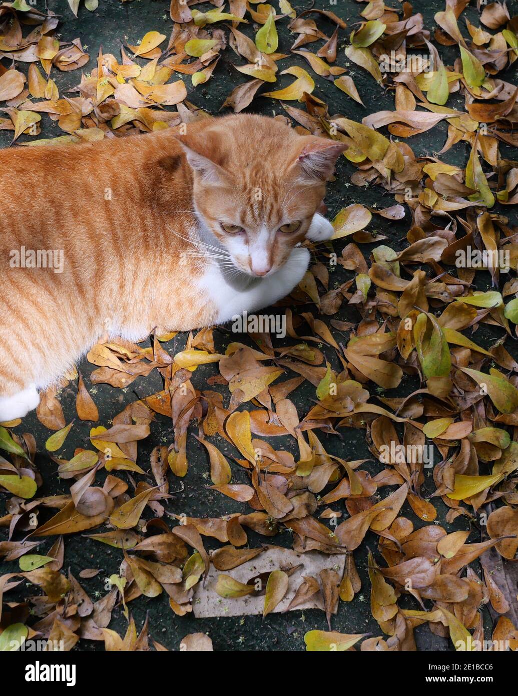 Black orange white cat hi-res stock photography and images - Alamy