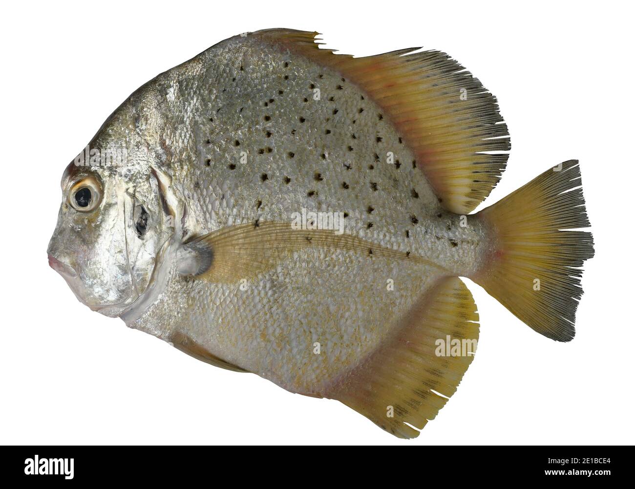 Drepane punctata hi-res stock photography and images - Alamy