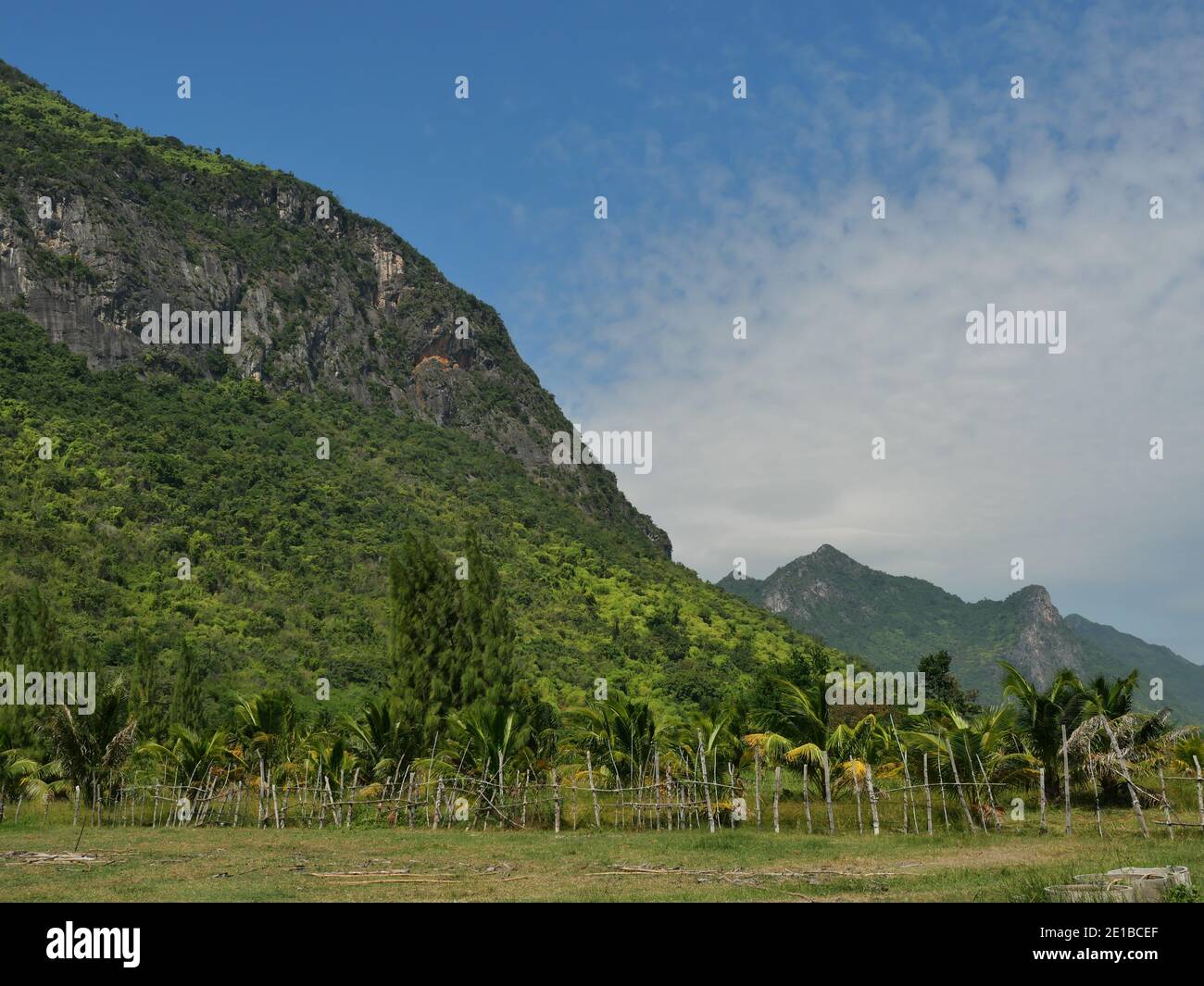 Rock cliff and green forest on limestone mountain with coconut palm ...